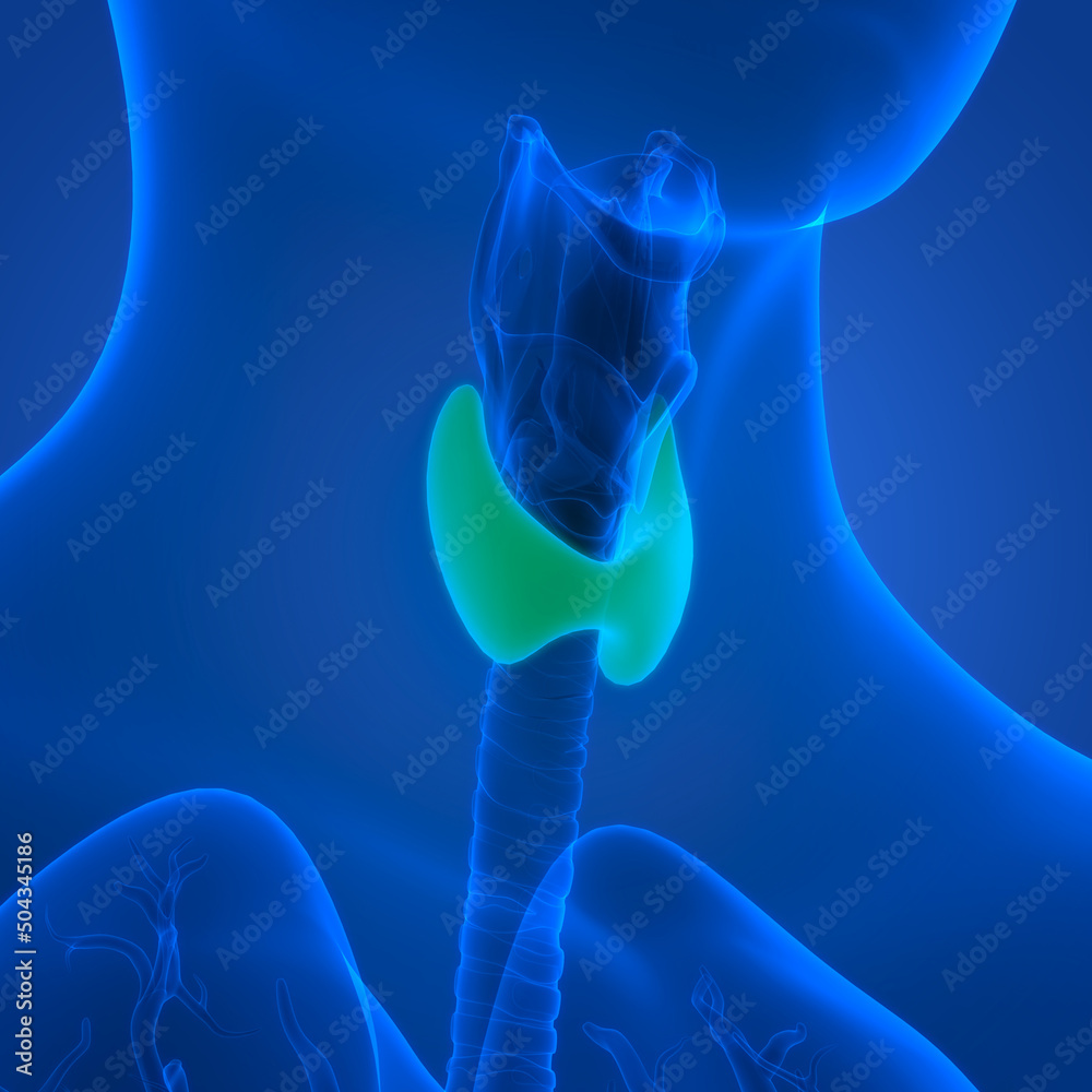 Human Body Glands Thyroid Gland Anatomy Stock Illustration | Adobe Stock