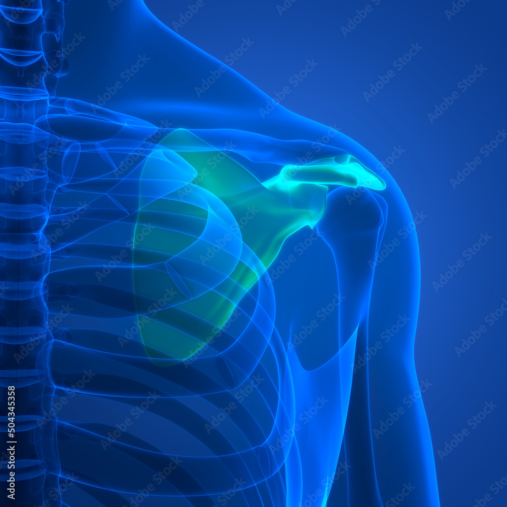 Human Skeleton System Scapula Bone Joints Anatomy Stock Illustration ...