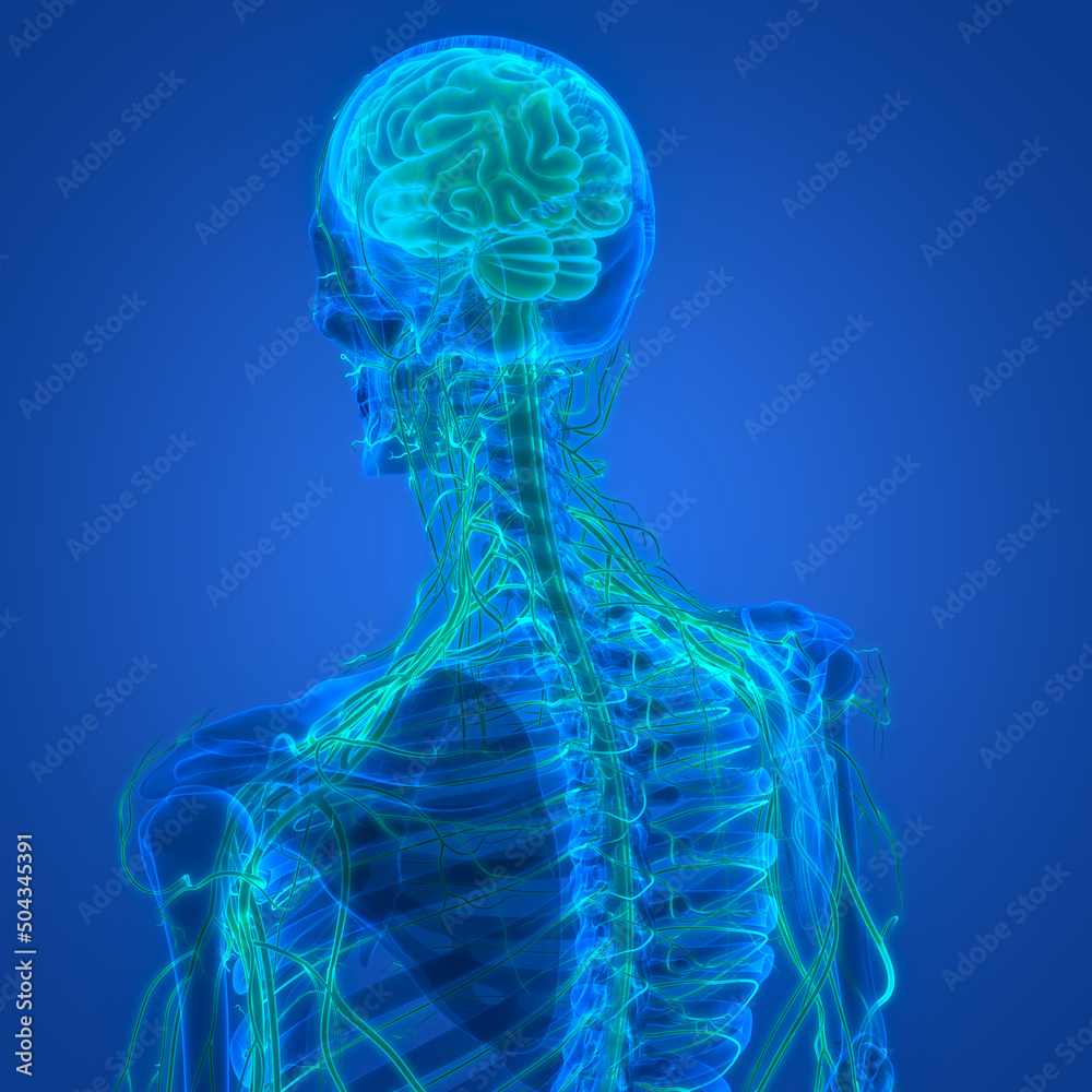 Central Organ of Human Nervous System Brain Anatomy Stock Illustration ...