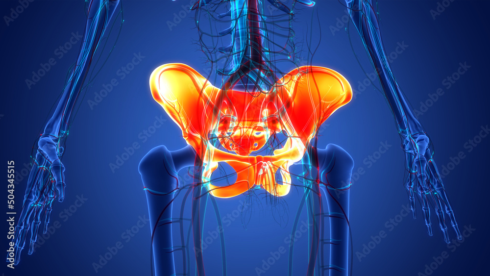 Human Skeleton System Pelvic Girdle Anatomy Stock Illustration | Adobe ...