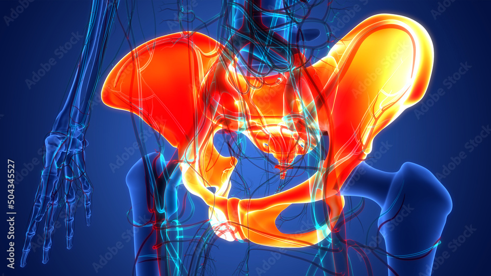 Human Skeleton System Pelvic Girdle Anatomy Stock Illustration | Adobe ...