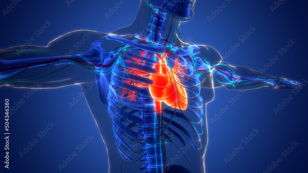 Human Circulatory System Heart Anatomy Stock Illustration | Adobe Stock
