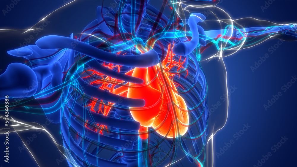Human Circulatory System Heart Anatomy Stock Illustration | Adobe Stock