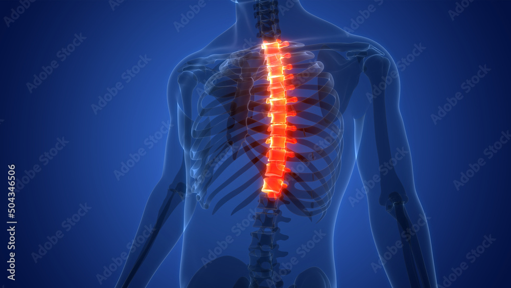 Ilustración de Stock Spinal Cord Vertebral Column Thoracic Vertebrae of ...
