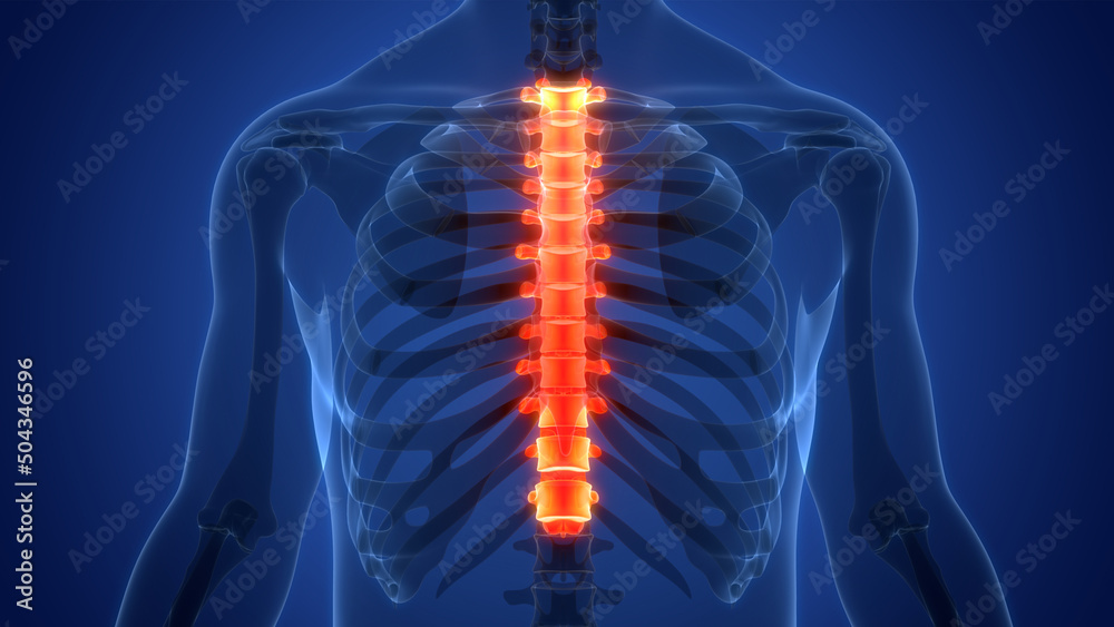 Spinal Cord Vertebral Column Thoracic Vertebrae of Human Skeleton ...