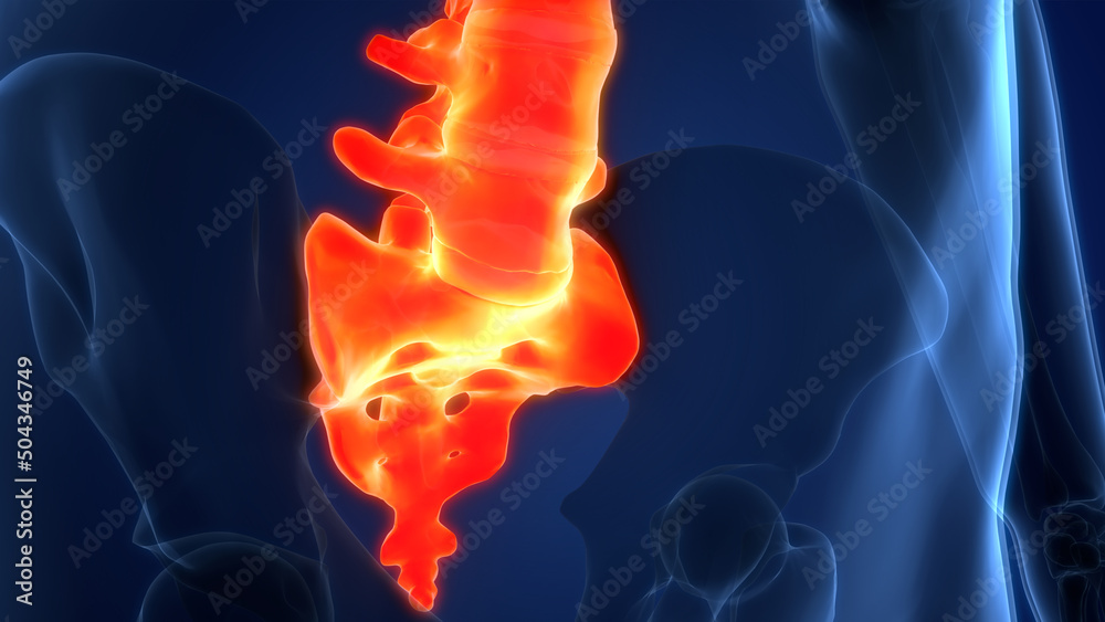 Spinal Cord Vertebral Column of Human Skeleton System Anatomy Stock ...