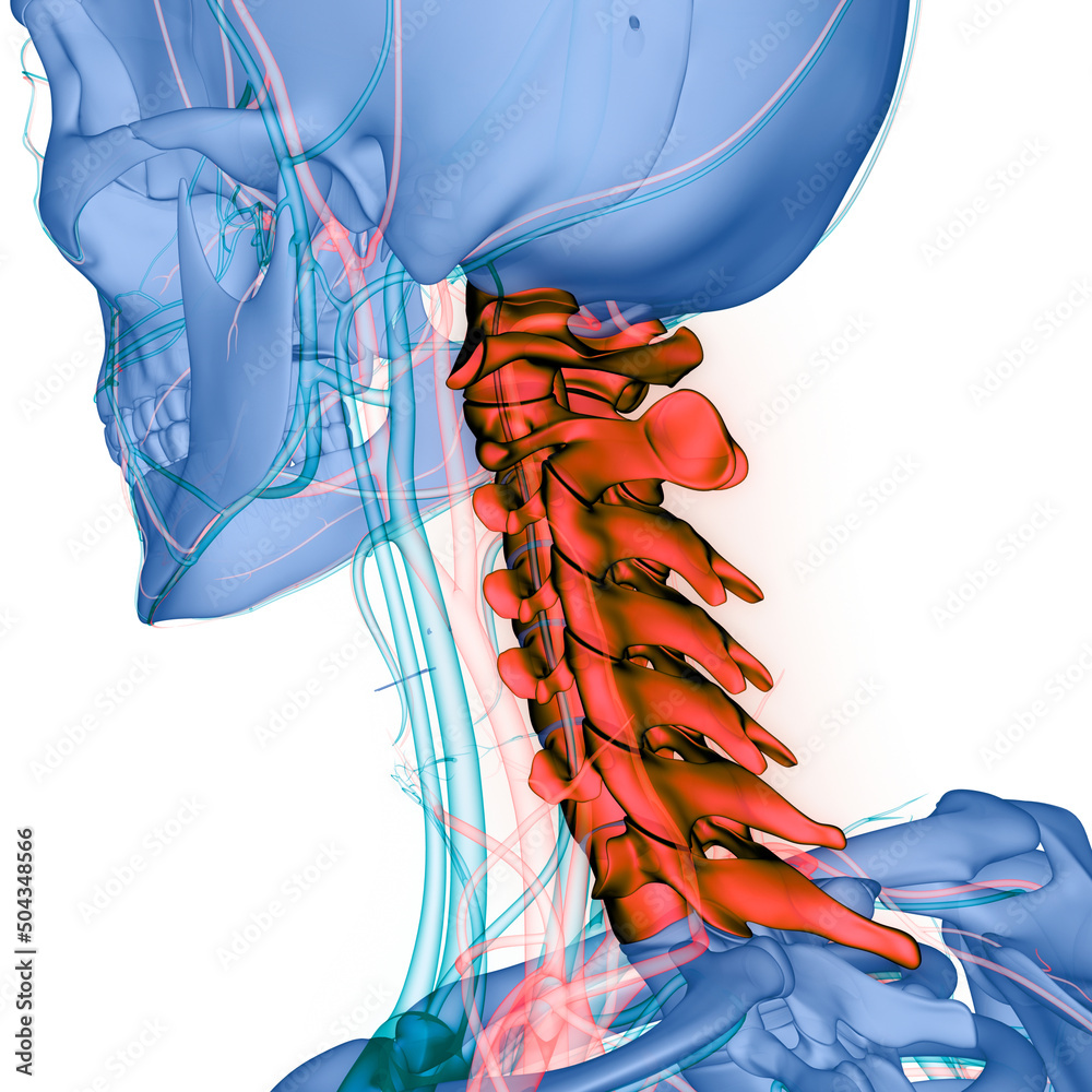 Ilustración de Stock Spinal Cord Vertebral Column Cervical Vertebrae of Human Skeleton System ...