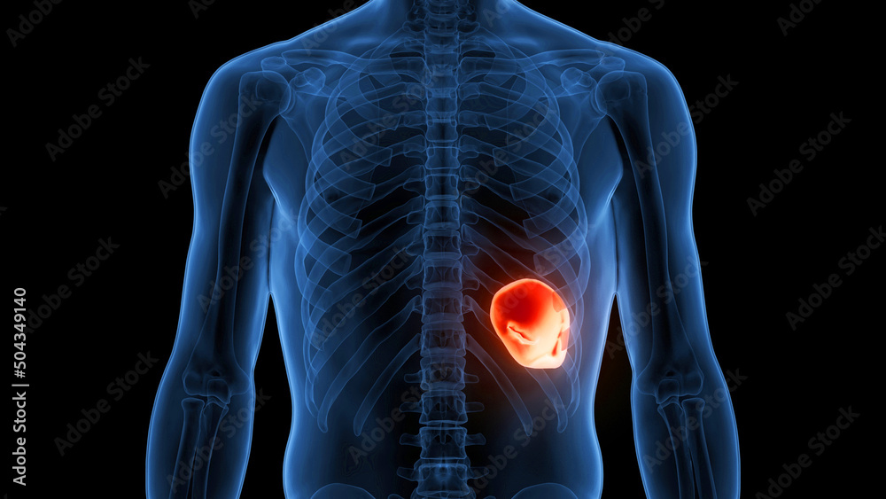 Human Internal Organ Spleen Anatomy Stock Illustration | Adobe Stock