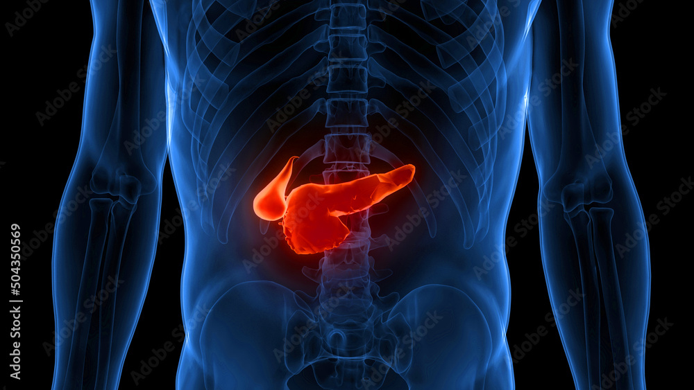 Human Internal Organs Pancreas with Gallbladder Anatomy Stock ...