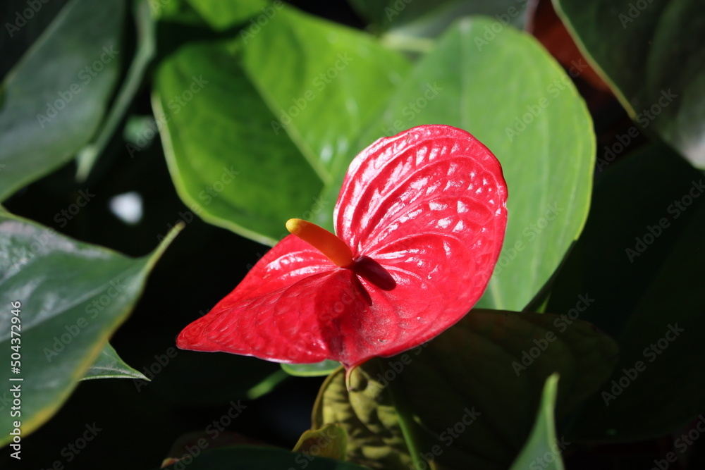 Anthurium is a genus of about 1,000 species of flowering plants, the ...