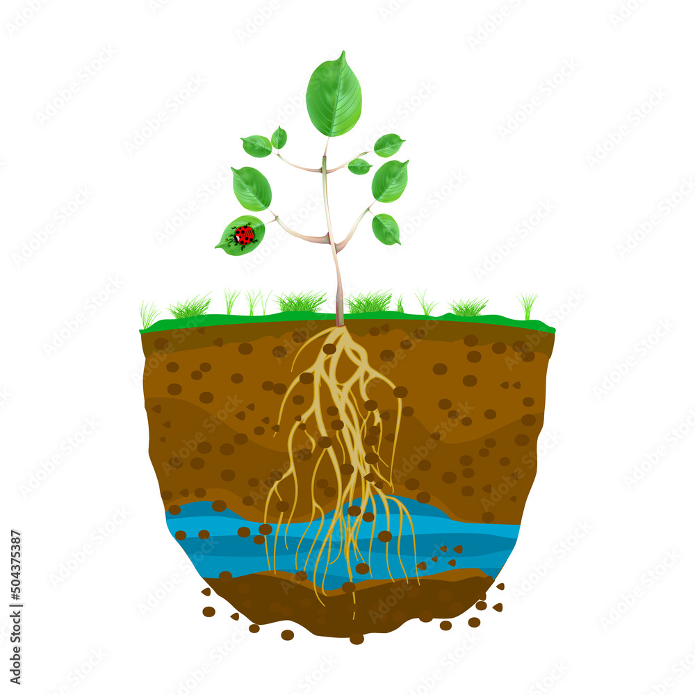 Sprout with root system in soil isolated on white background. Young ...