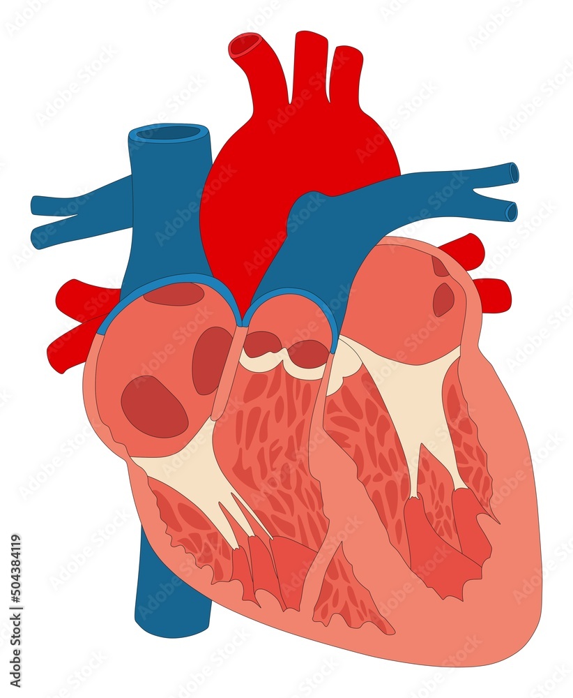 Human interior heart muscle anatomy infographic diagram for physiology ...