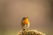Bird Free Stock Photo - Public Domain Pictures