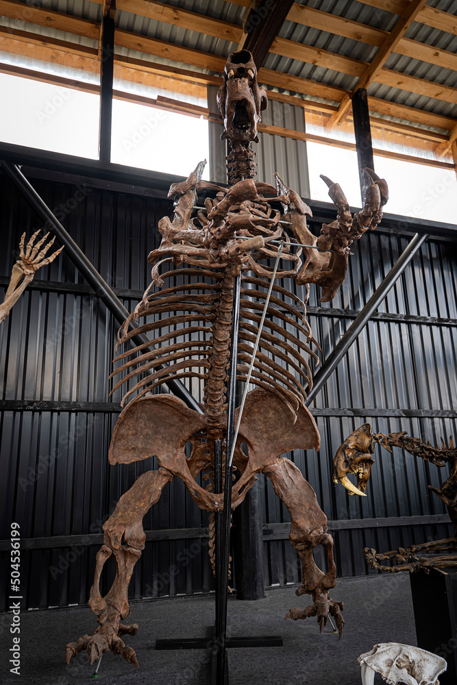 cast fossil specimen of giant ground sloth Stock Photo | Adobe Stock