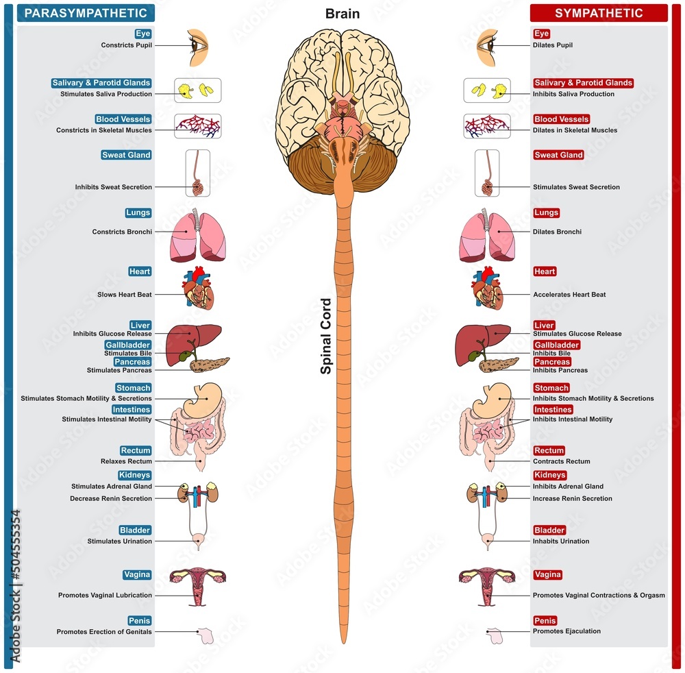 Stock-Vektorgrafik „Autonomic nervous system of human infographic ...