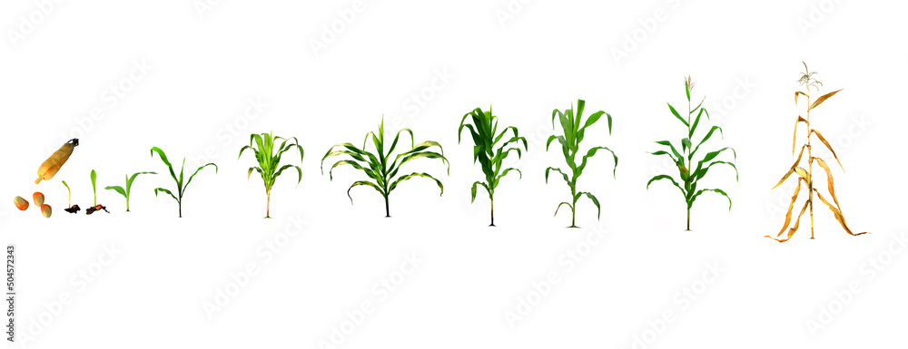 A realistic illustration of the sweet corn planting process in the ...