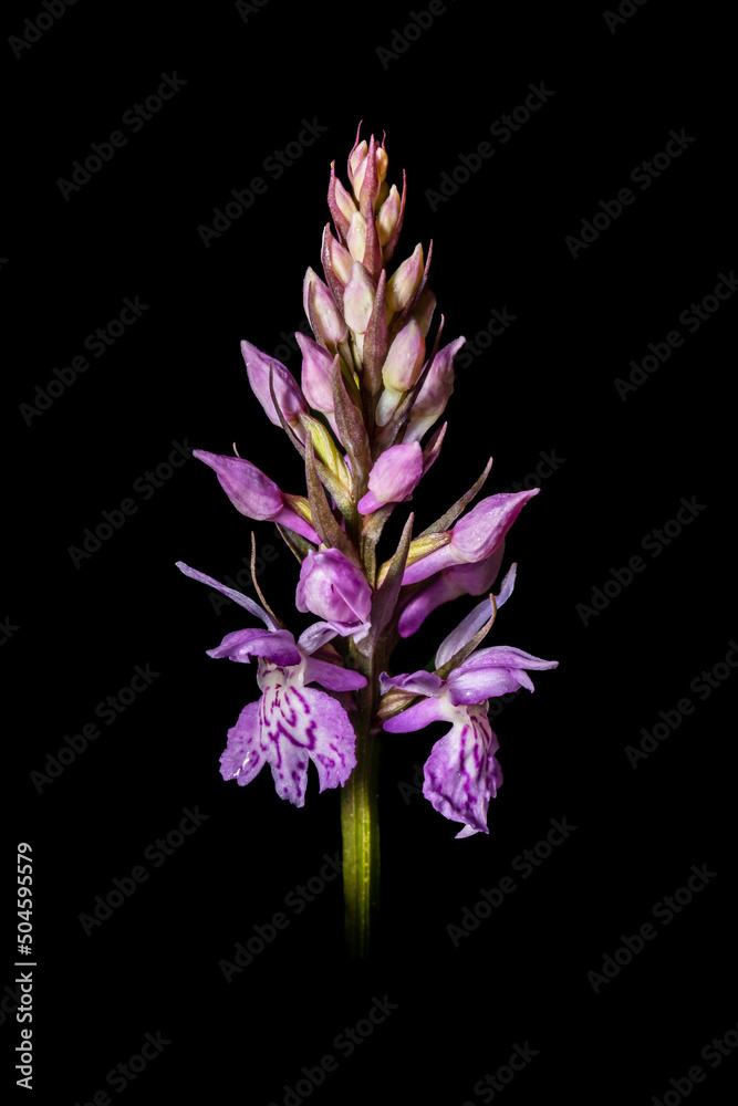 Marvelous spotted orchid flower. Unique specimen of a wild heath ...