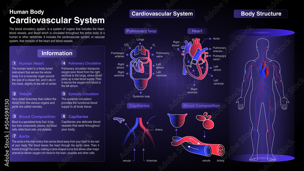 Vector Diagrams of Cardiovascular System: Function, Organs and Anatomy ...
