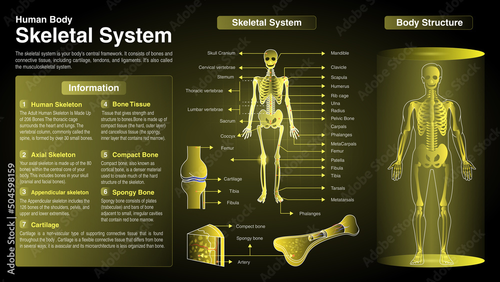 Vector Diagrams of Skeletal System: Function, Organs and Anatomy Stock ...