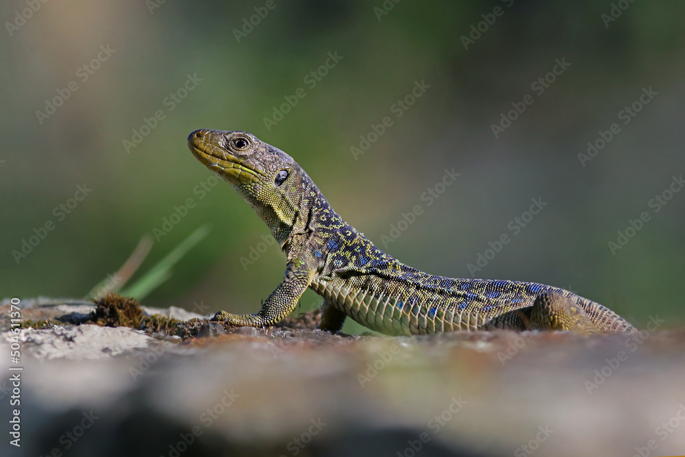Beautiful female ocellated lizard (Timon lepidus) in a rocky ...