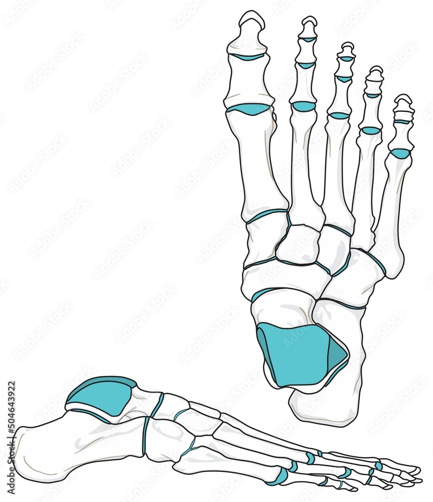 Human foot anatomy infographic diagram bones phalanges metatarsals ...