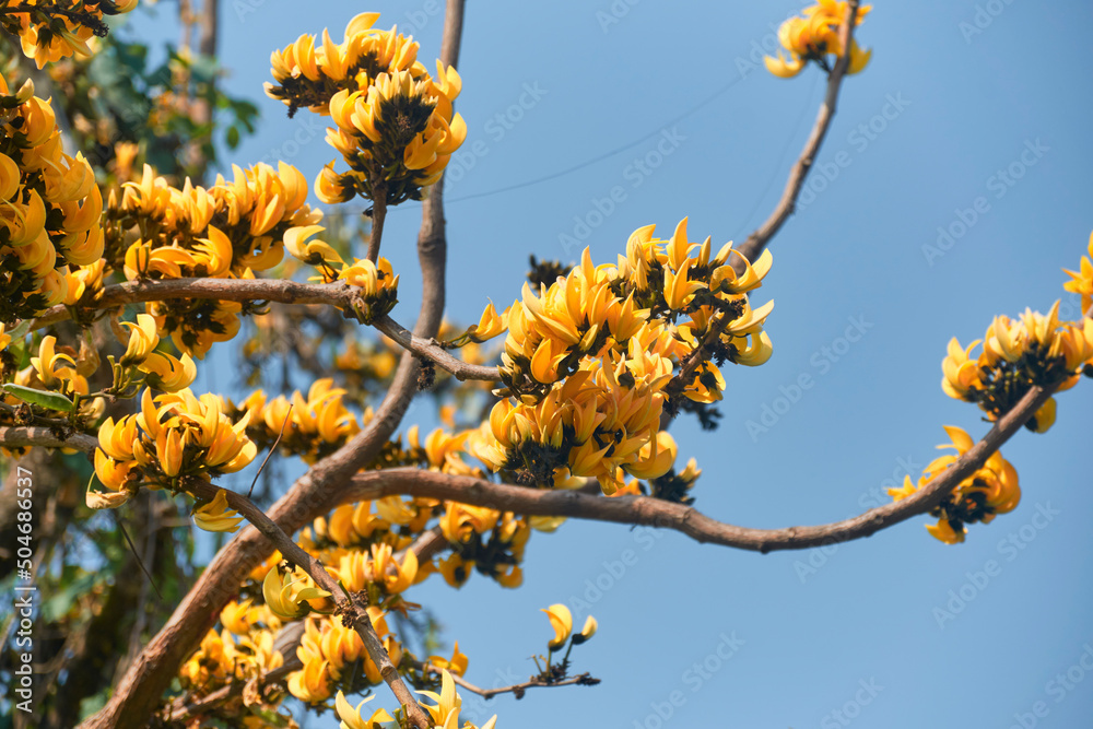 Vibrant yellow flowers of Butea monosperma (popularly known as 'palash ...