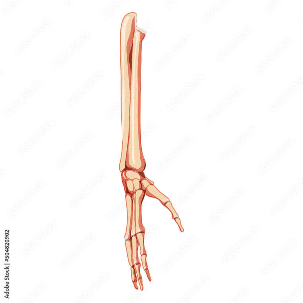Forearms Skeleton Human front view. Set of ulna, radius, hand, carpals ...