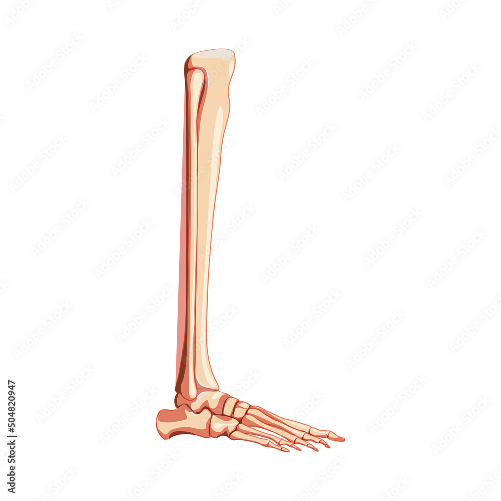 Leg tibia, fibula, Foot, ankle Skeleton Human side lateral view. Set of ...