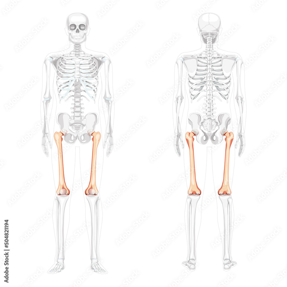 Image vectorielle Stock Skeleton femur thigh bone Human front back view ...