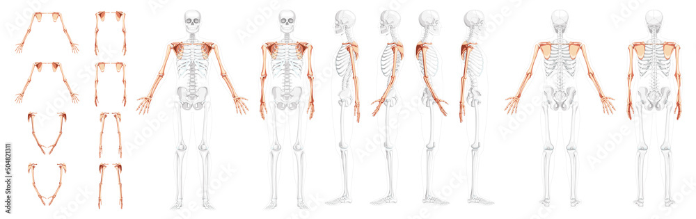 Set of Skeleton upper limb Arms with Shoulder girdle Human front back ...