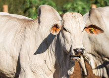 Zebu Bull In Green Grass Free Stock Photo - Public Domain Pictures