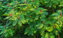 Sumac Tree Free Stock Photo - Public Domain Pictures