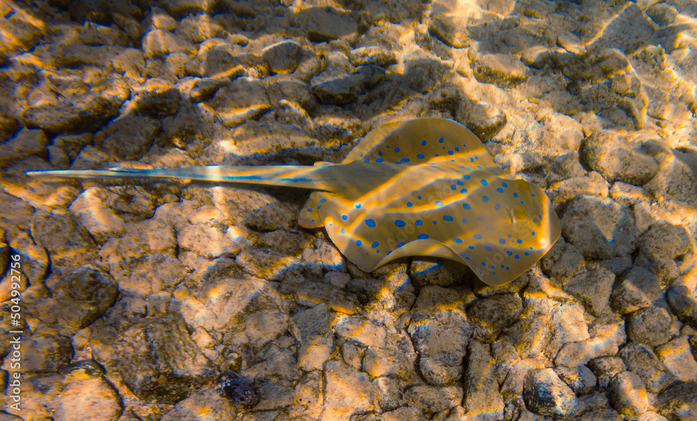 Beauty of the Red Sea in Egypt.Beautiful stingray swims along the rocky ...