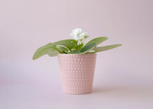 Pink Potted Flower Background Free Stock Photo - Public Domain Pictures