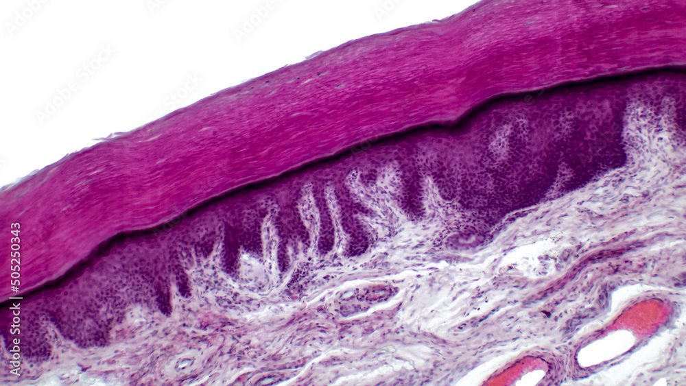 human skin tissue under microscope
