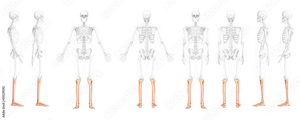 Set of Skeleton leg tibia, fibula, Foot, ankle Human front back side ...