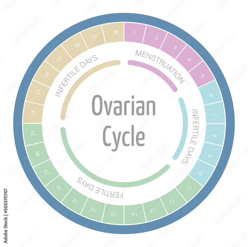 Infographic of the menstrual cycle Stock Vector | Adobe Stock