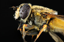 Hoverfly Free Stock Photo - Public Domain Pictures