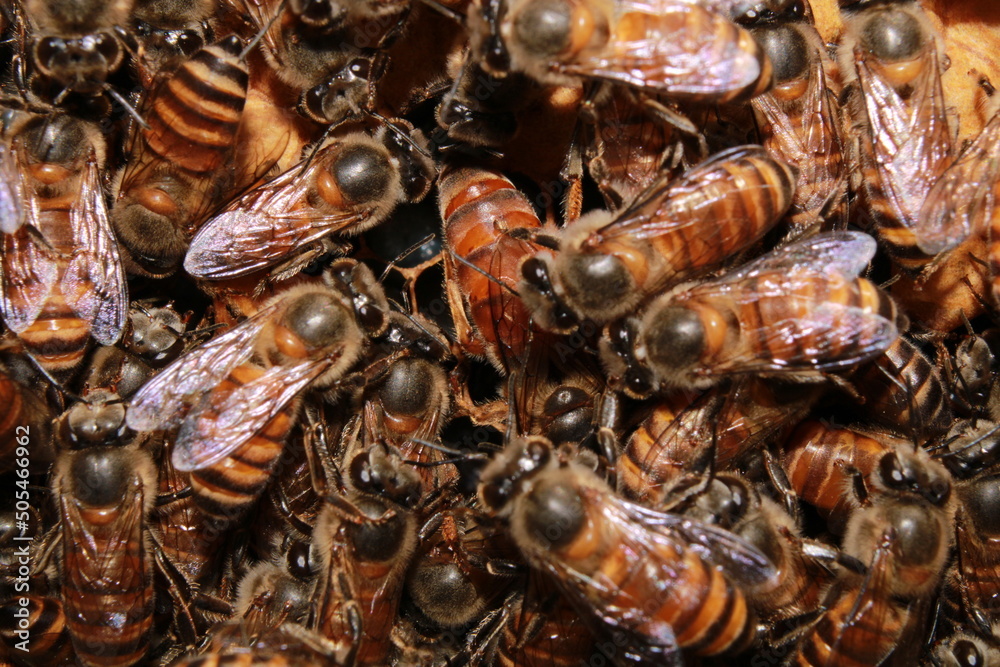 The Indian Queen honey bee (Apis cerana indica) and bee workers around ...