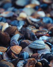 Clam Shell Vertical Wallpaper Free Stock Photo - Public Domain Pictures