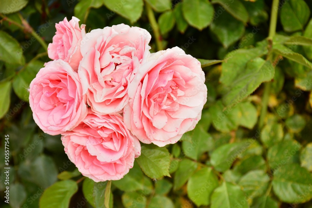 Rosas de color rosa en un rosal en un jardín en primavera Stock Photo ...