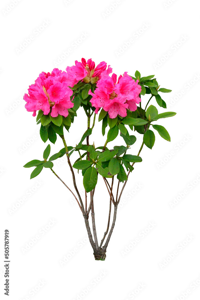 Azalea Purple flower on on transparent background. Summer spring ...