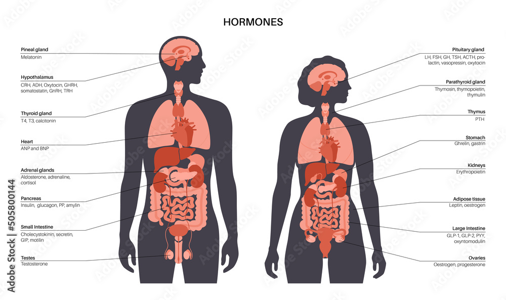 Hormones in human body Stock Vector | Adobe Stock