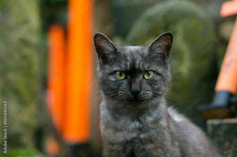Stray cats living in Fushimi Inari Taisha Shrine in Japan Stock Photo ...