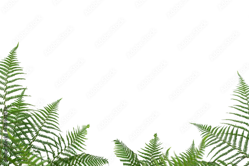 Fern Photo Overlays, shooting through branches, tree, green, forest ...