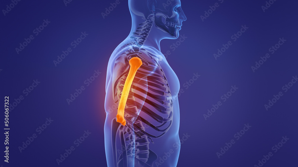 Human skeleton humerus bones anatomy Stock Illustration | Adobe Stock