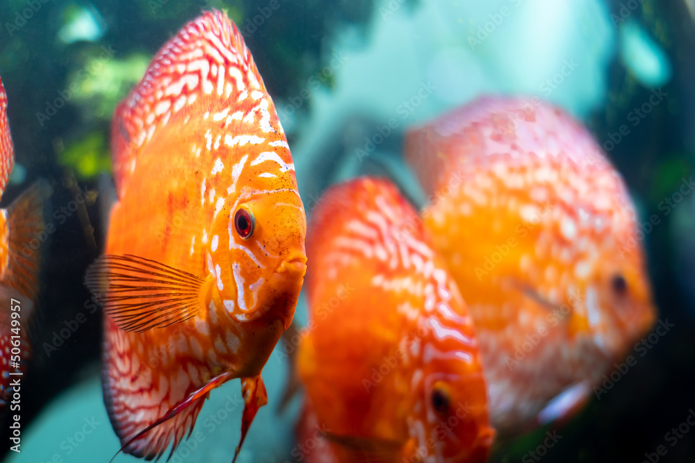colorful discus (pompadour fish) are swimming in fish tank. Symphysodon ...