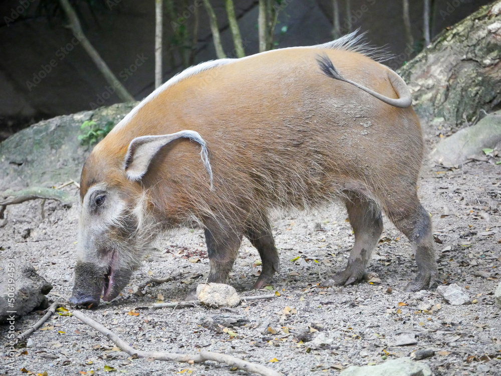 Red river hog : The red river hog or bush pig, is a wild member of the ...