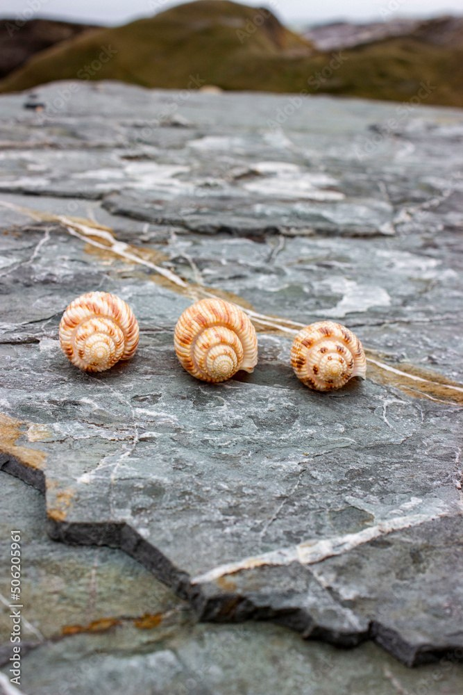 Callipara kurodai is a species of sea snail, a marine gastropod mollusk ...