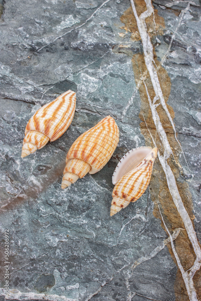 Callipara kurodai is a species of sea snail, a marine gastropod mollusk ...